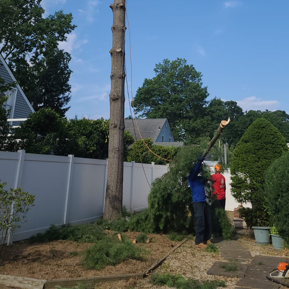 Garden Services – J&J Tree Management LLP.
